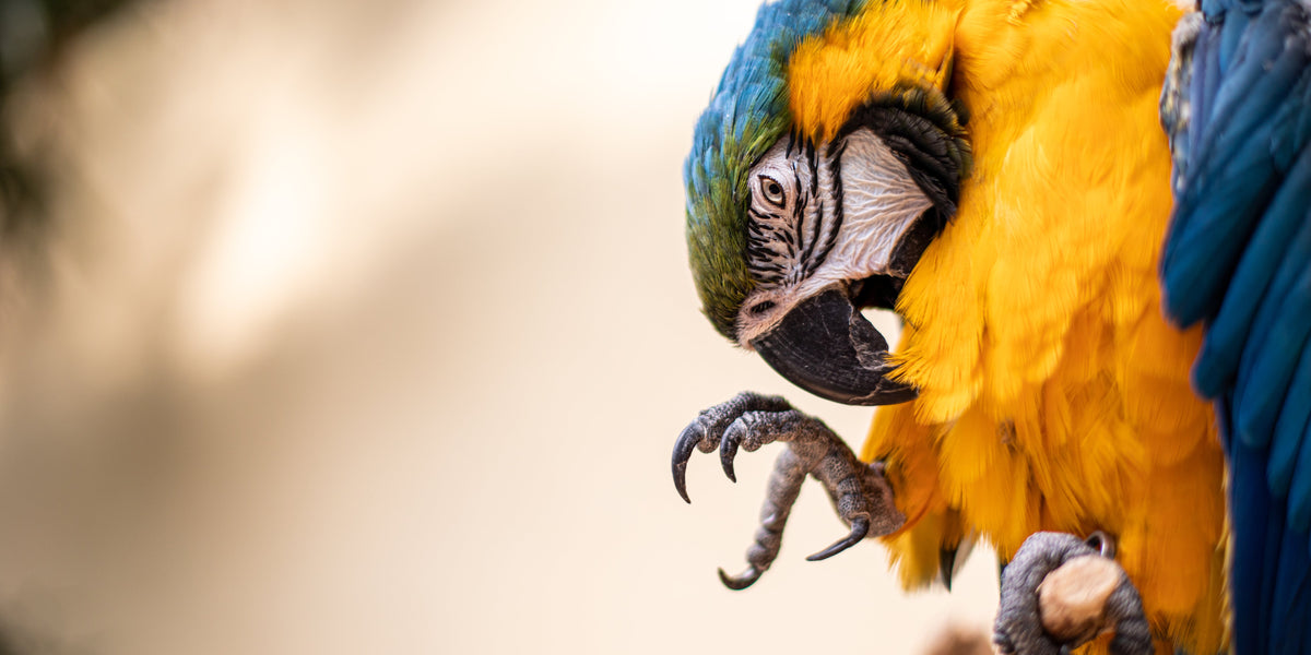 BIRD — Macarthur Pets