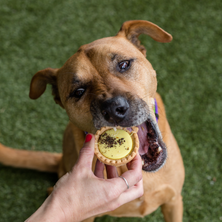 Kazoo Dog Pawty Custard Tart — Macarthur Pets
