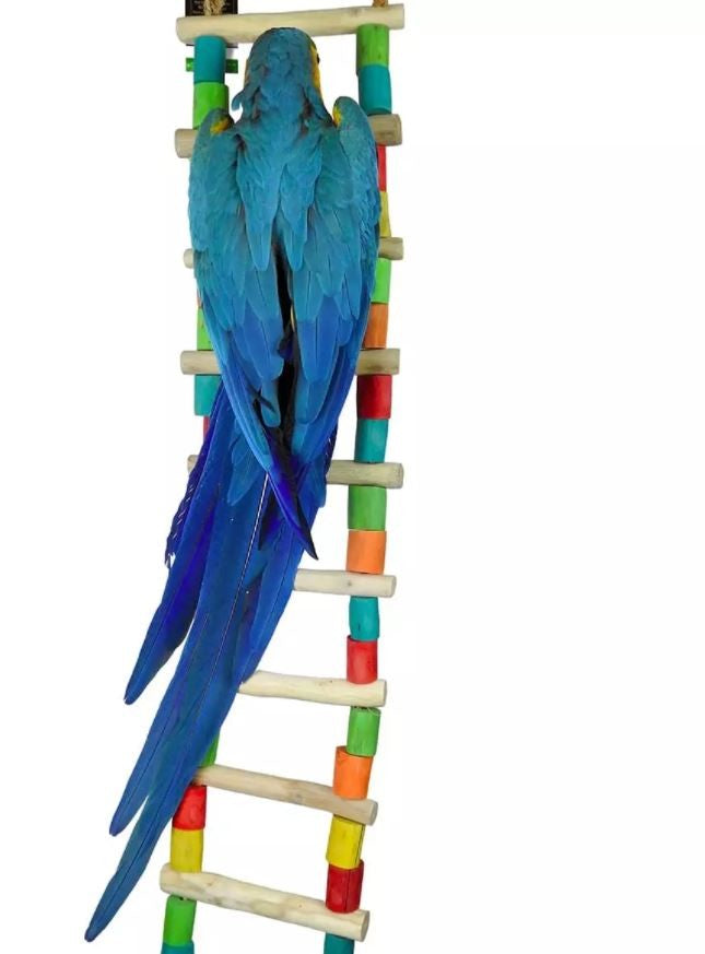 Nino's Java Giant Ladder — Macarthur Pets